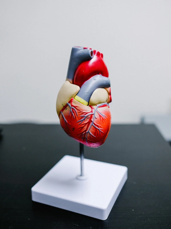 Angina: Symptoms & Treatment at Allevia Cardiology Ascot